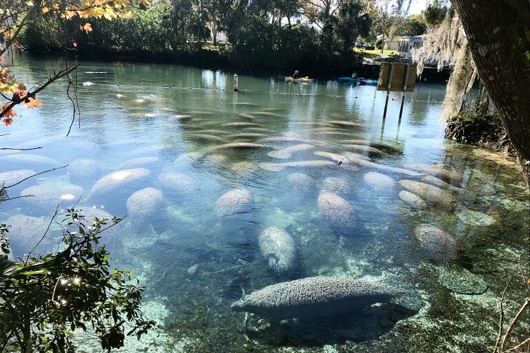 Not To Miss Things To Do In Florida: Crystal River! - Merry About Town