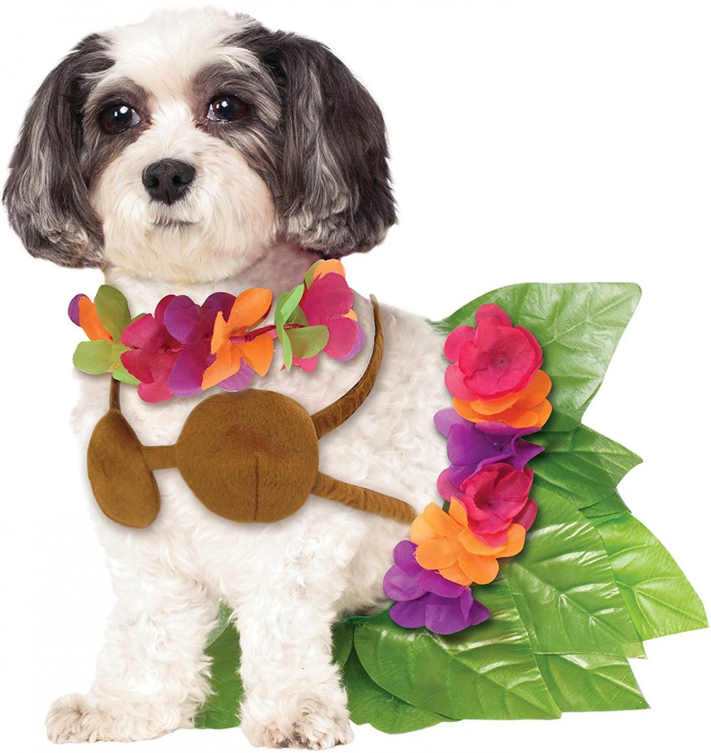 15 Small Dog Costumes for Halloween - Merry About Town
