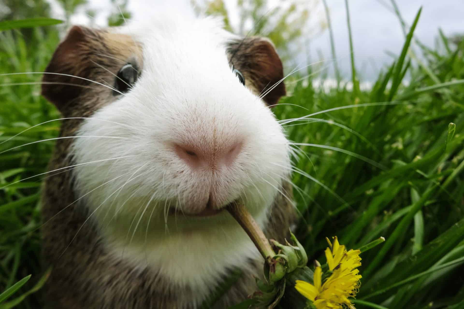 Guinea Pig Thanksgiving